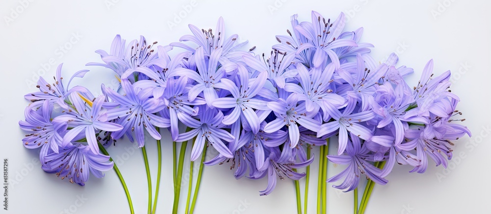 Macros of a unique beautiful Scilla peruviana flower bulb cluster in ...