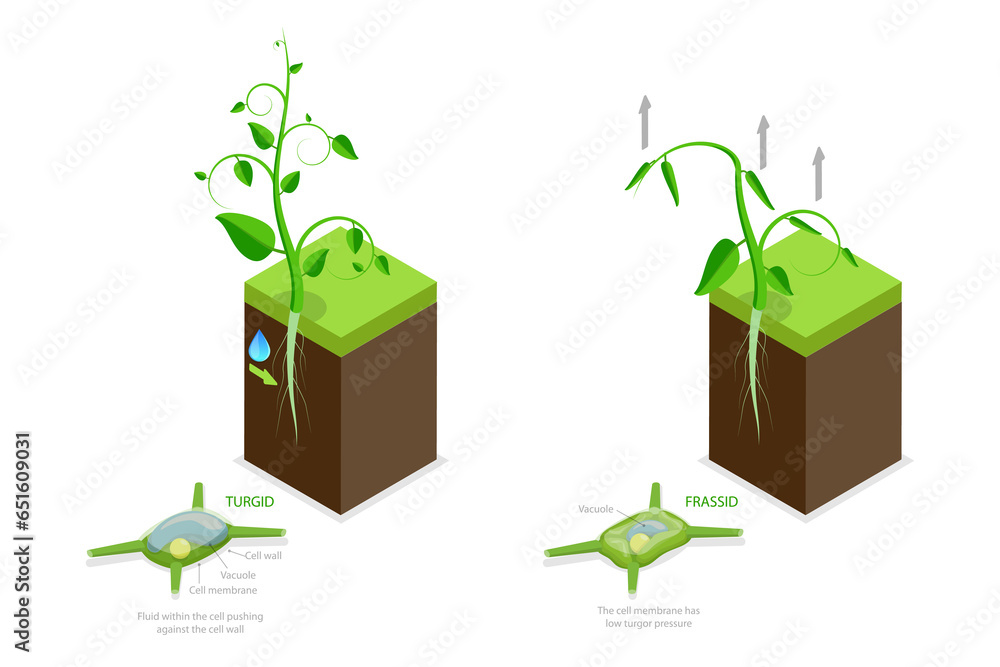 3D Isometric Flat Conceptual Illustration of Turgor Pressure, Labeled ...