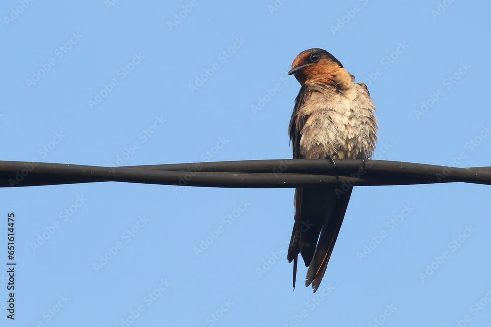 Pacific swallow bird on electrical wire. Bird with clear sky. foto de ...