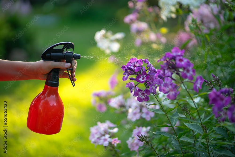 Spray garden flowers with water.A hand with a water spray gun. Caring ...