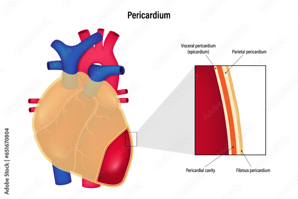 Layers of pericardium vector. Visceral pericardium, Pericardial cavity ...