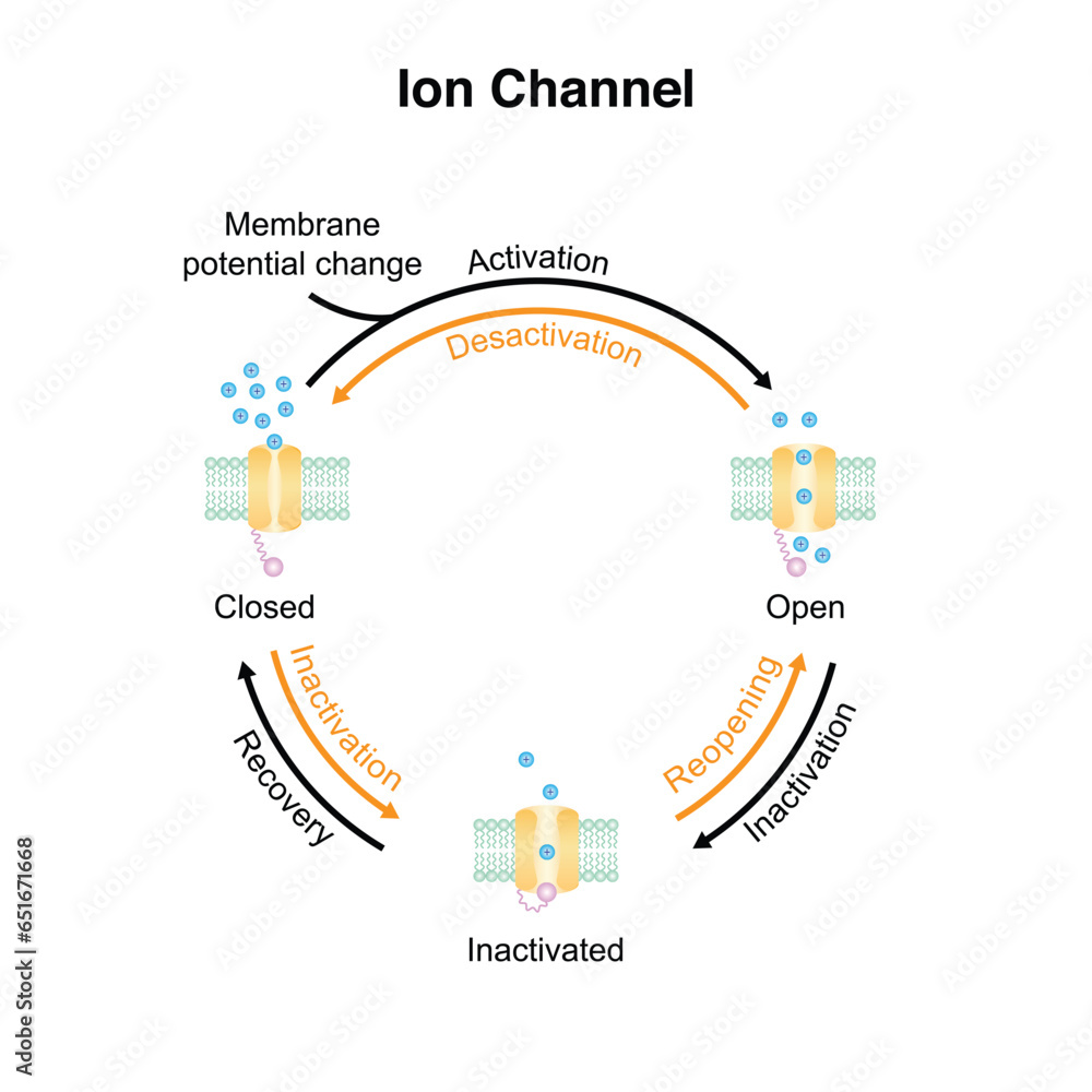 Scientific Designing of Ion Channel and Ion Movement. Vector ...