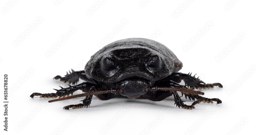 Front view of hissing cockroach aka Gromphadorhina portentosa. Isolated ...