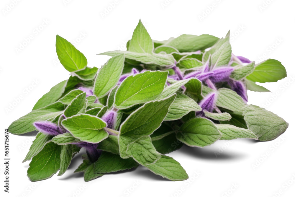 bunch of blooming salvia, png file of isolated cutout object with ...