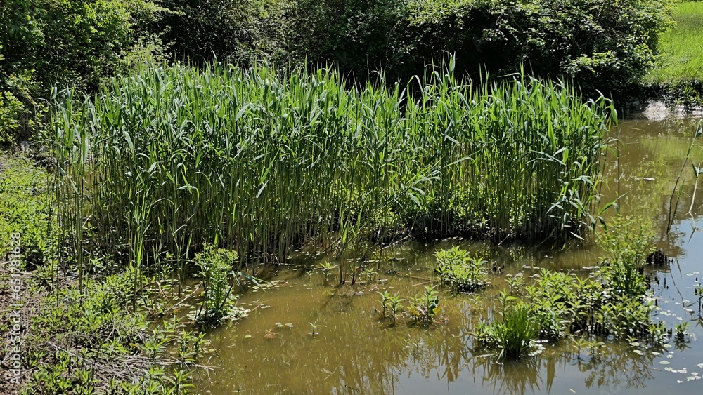 Common reed plants of Phragmites genus, possibly Phragmites Australis ...