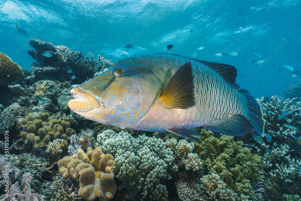 Cheilinus undulatus, maori wrasse humphead fish in australia Stock ...