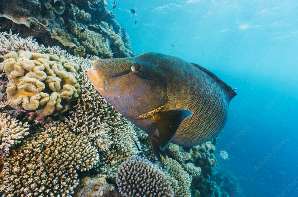 Cheilinus undulatus, maori wrasse humphead fish in australia Stock ...