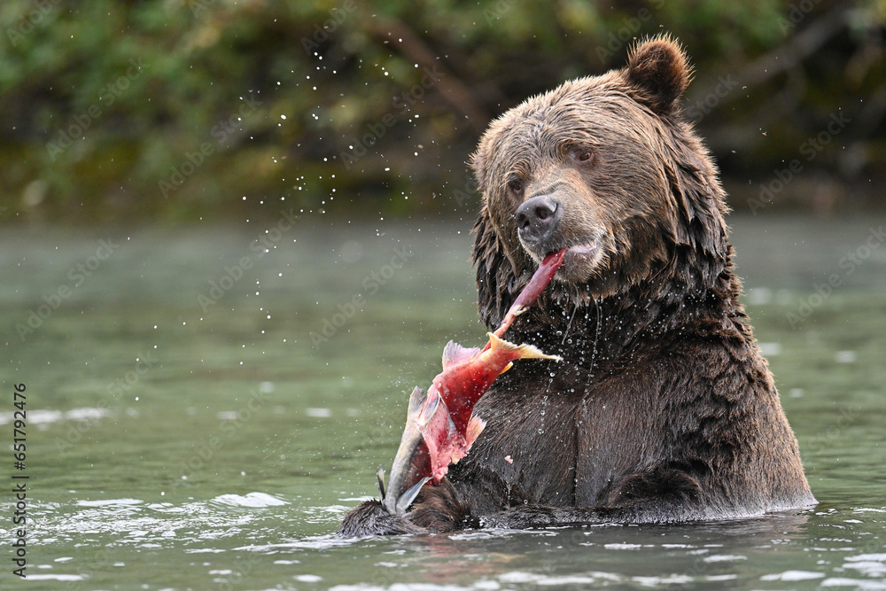 Obraz A large male Brown Bear (Ursus arctos) feasts on sockeye salmon ...