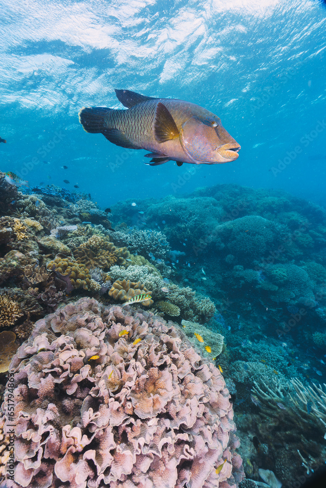 Cheilinus undulatus, maori wrasse humphead fish in australia Stock ...
