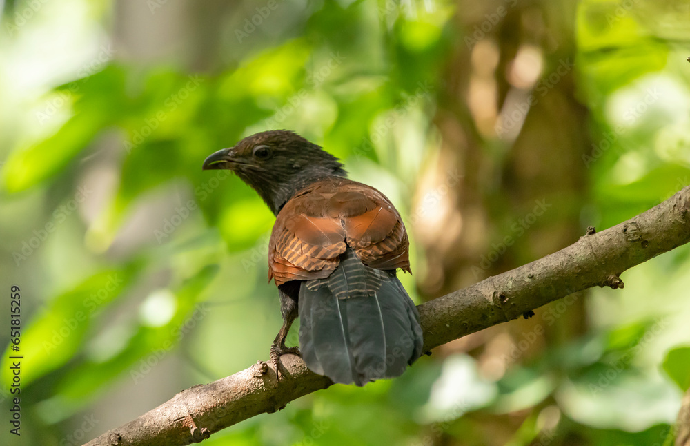 greater coucal bird sitting on a branch on a blurred natural background ...