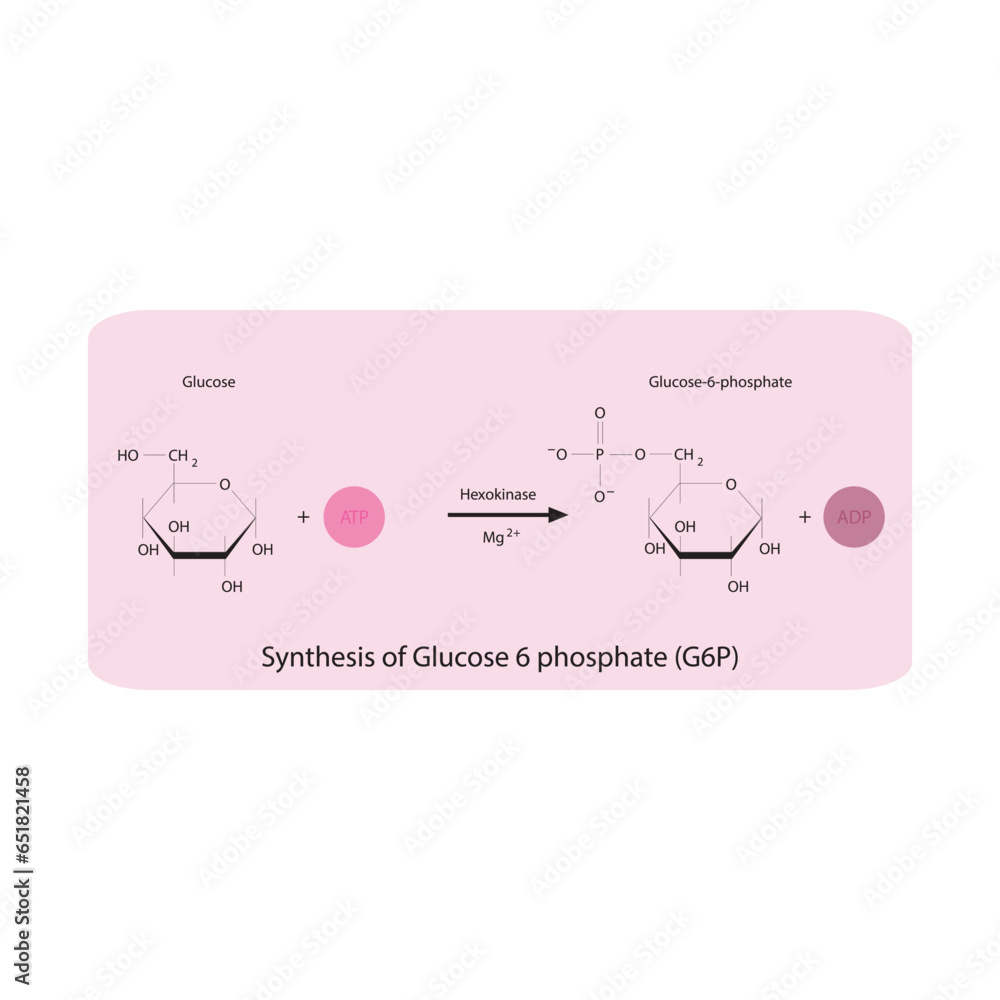 Grafika wektorowa Stock: Synthesis of Glucose 6 phosphate (G6P) from ... Grafika wektorowa Stock: Synthesis of Glucose 6 phosphate (G6P) from ...