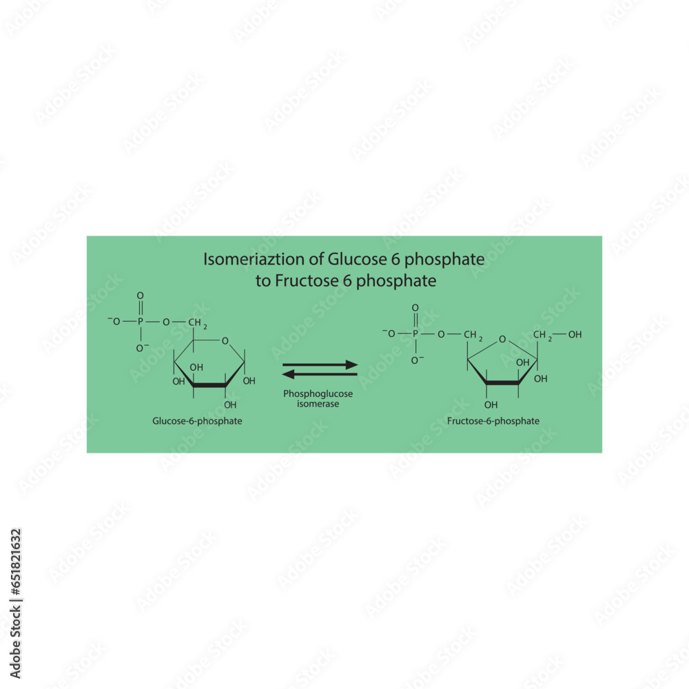 Vecteur Stock Isomeriaztion of Glucose 6 phosphate to Fructose 6 ...