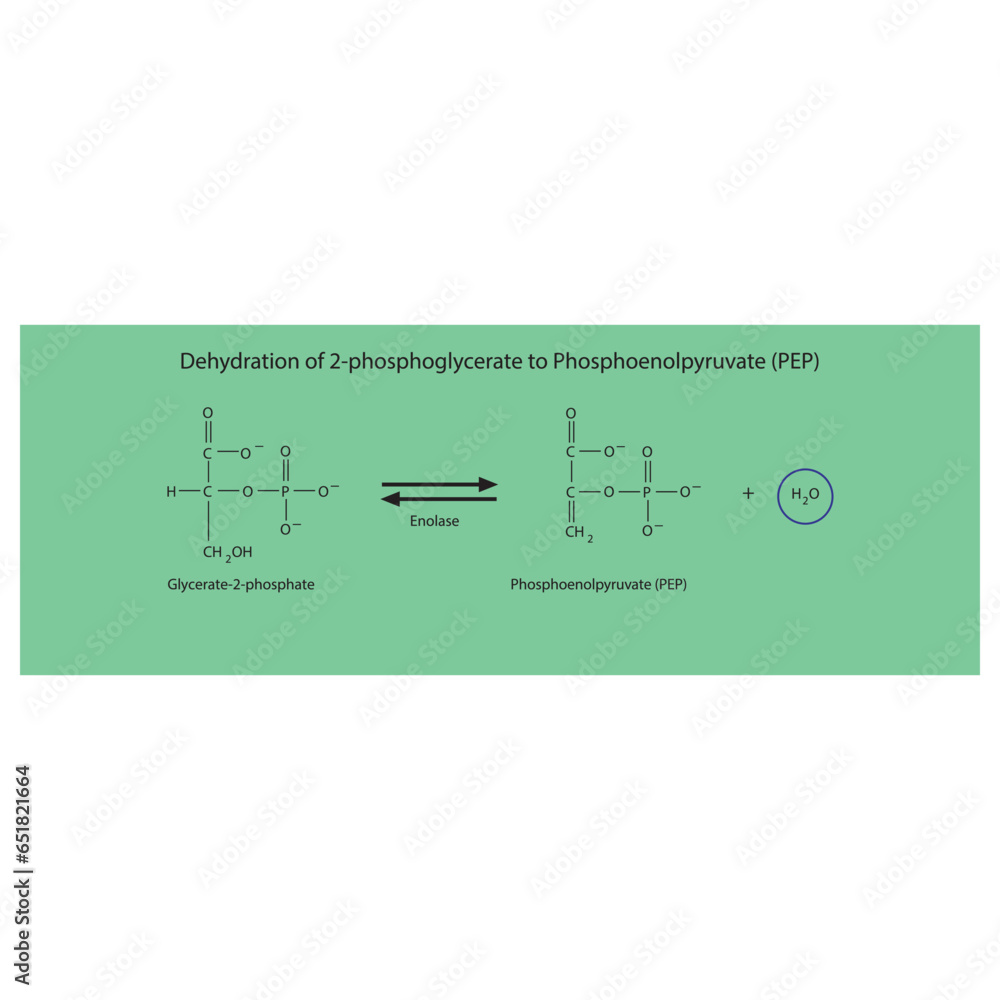 Dehydration of 2-phosphoglycerate to Phosphoenolpyruvate (PEP) via ...
