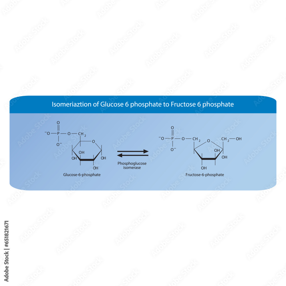 Isomeriaztion of Glucose 6 phosphate to Fructose 6 phosphate via ...