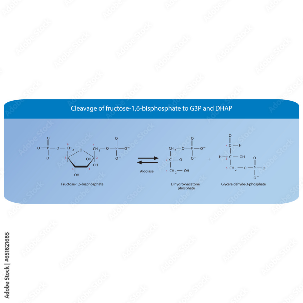 Cleavage of fructose-1,6-bisphosphate to glyceraldehyde-3-phosphate (G ...
