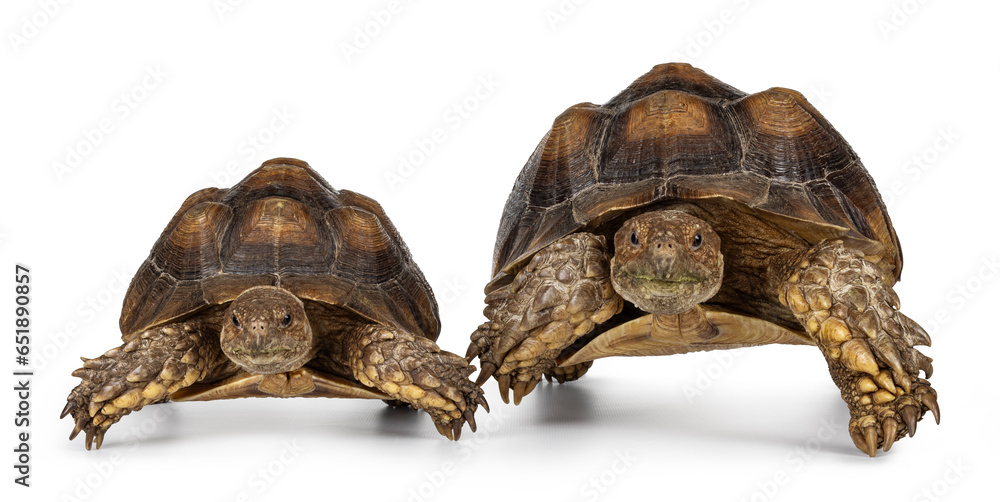 Male and female couple of Sulcata Tortoise aka Centrochelys sulcata ...