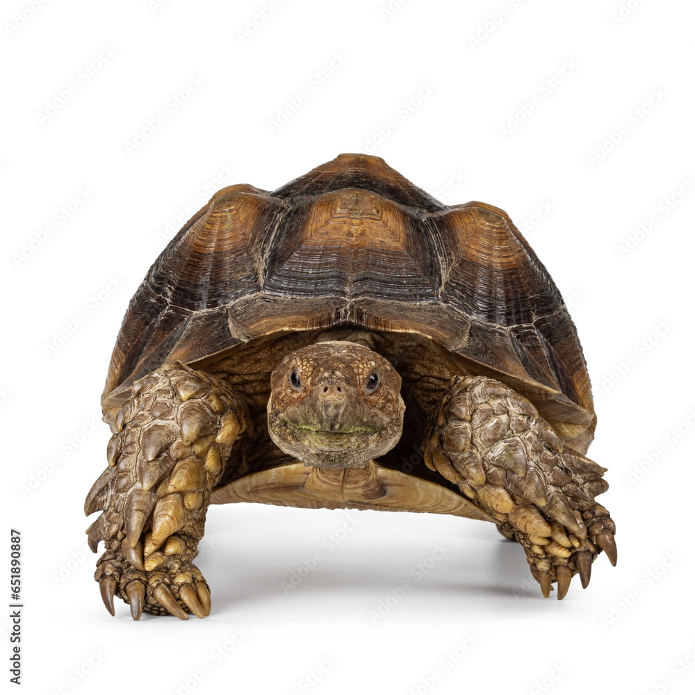 Male Sulcata Tortoise aka Centrochelys sulcata, standing facing front ...