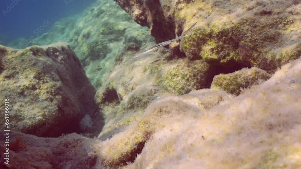 School of juvenile Bluespotted Cornetfish or Smooth Flutemouth ...