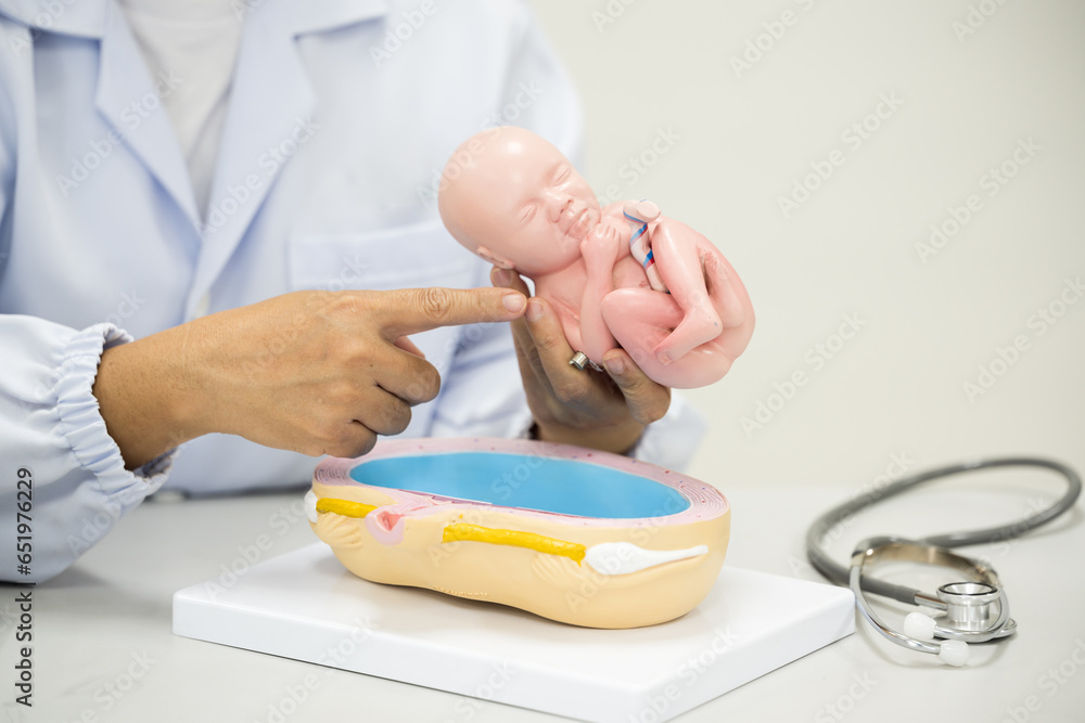 Gynecologist hand pointing anatomy baby model on white background ...
