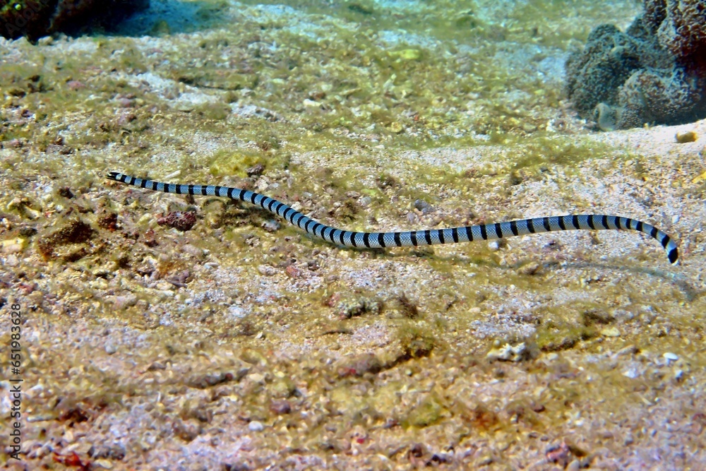 Venomous sea snake (Yellow lipped sea krait, Laticauda colubrina ...