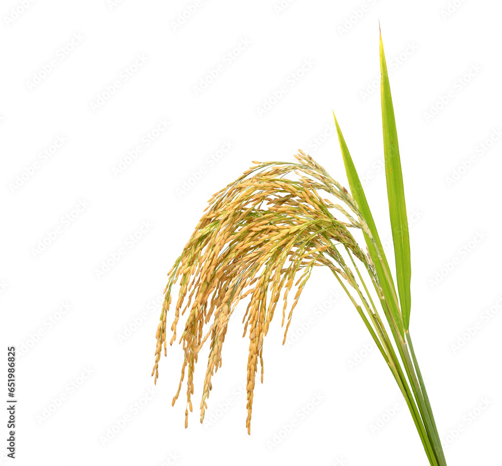 Paddy crop isolated white png image_ rice crop png image Stock Photo ...