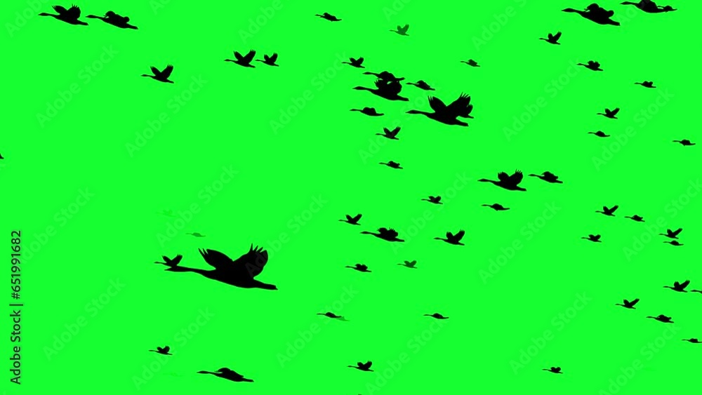 Lots Of Birds Flying In The Sky, Black Silhouette Birds Are Flying On ...