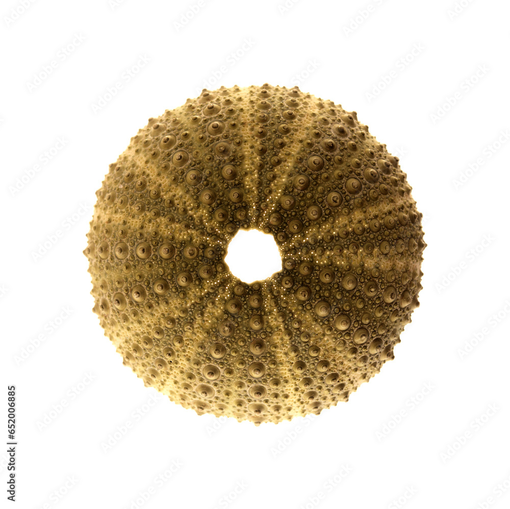 Fauna of Atlantic ocean around Gran Canaria - skeletons of ...