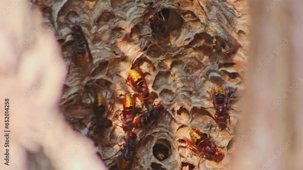 European hornets nest defend entry of their hornets nest combs against ...