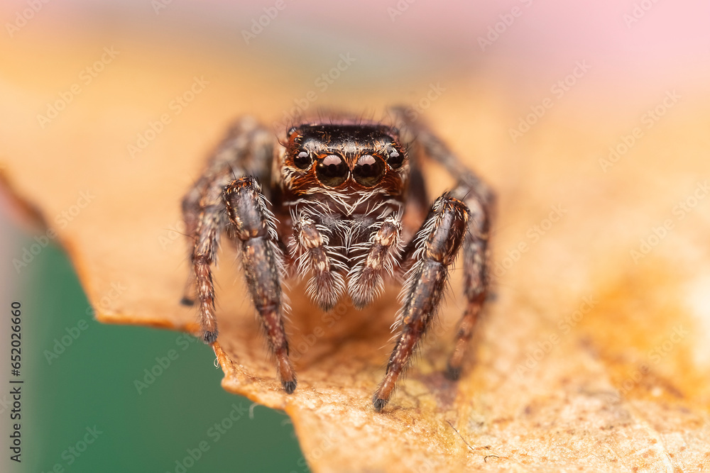 Super macro image of Jumping spider (Salticidae, Hyllus diardi female ...