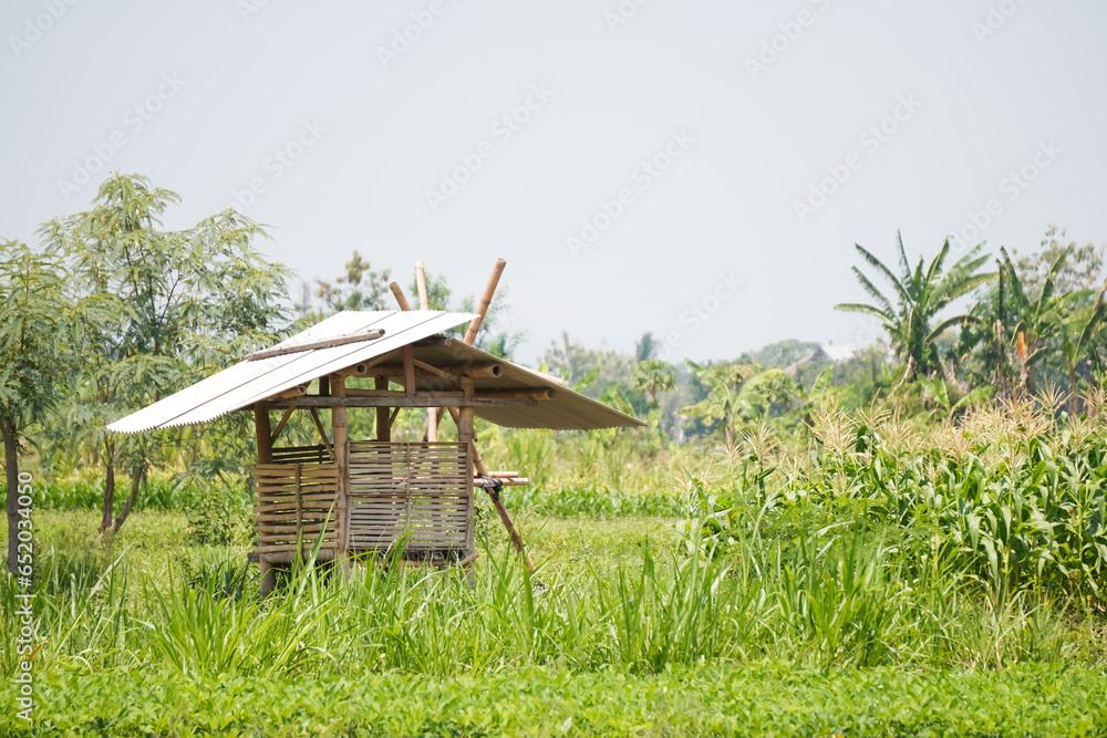 Farmers Hut - Indonesian corn plants fields with blue sky and big trees ...