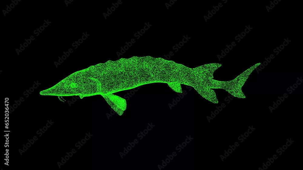 3D Sturgeon on black background. Fish and Fishing concept. River fish ...