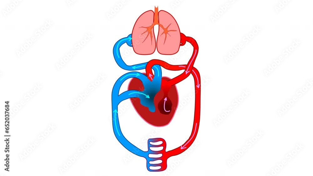 Blood circulatory animation. Stylized heart anatomy, diagram. Human ...