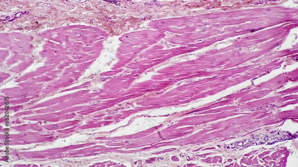 Macro view of human stomach in section studied in lab under microscope ...