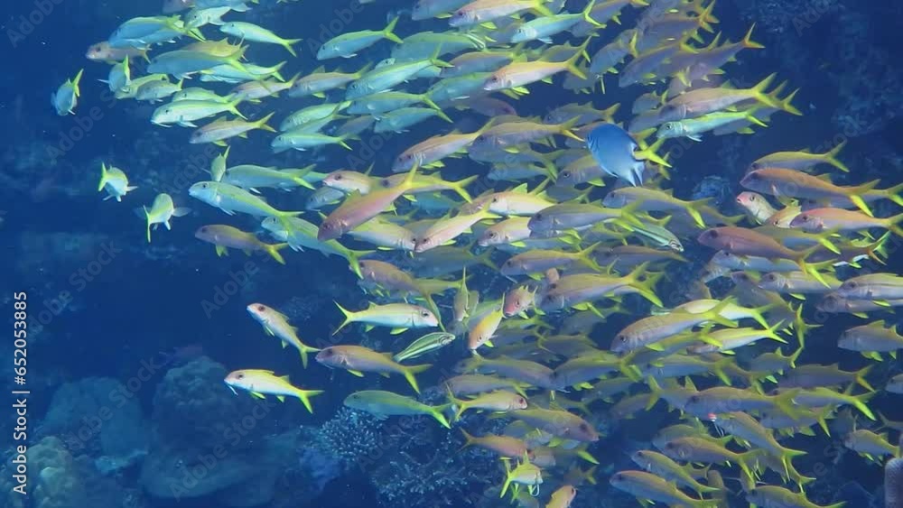 Slowly swimming fish. School of tropical fish in the sea. Coral reef ...