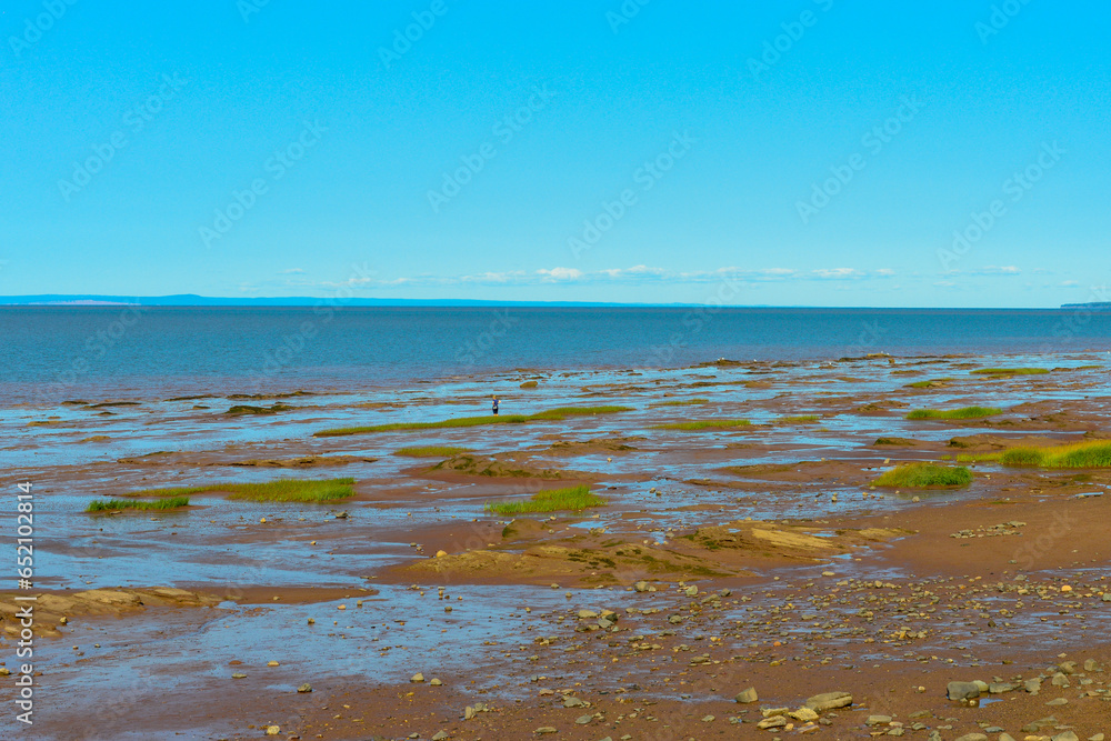 The Bay of Fundy seafloor is covered in red sandy mud. The ground has a ...