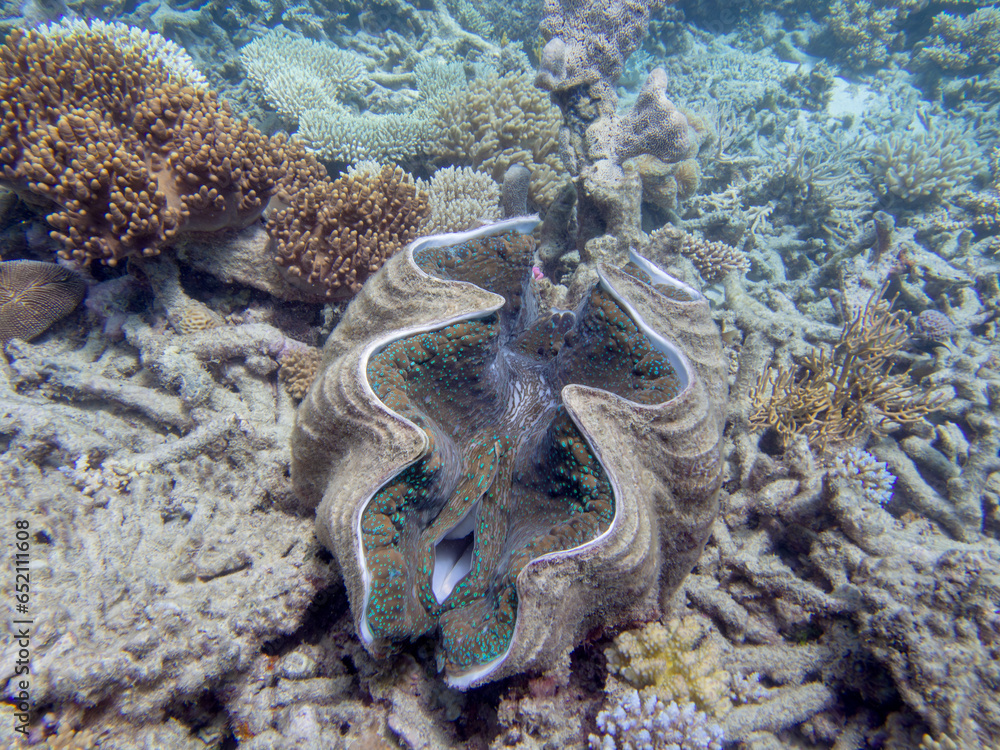 Giant Clam on the Great Barrier Reef, is the largest living bivalve ...