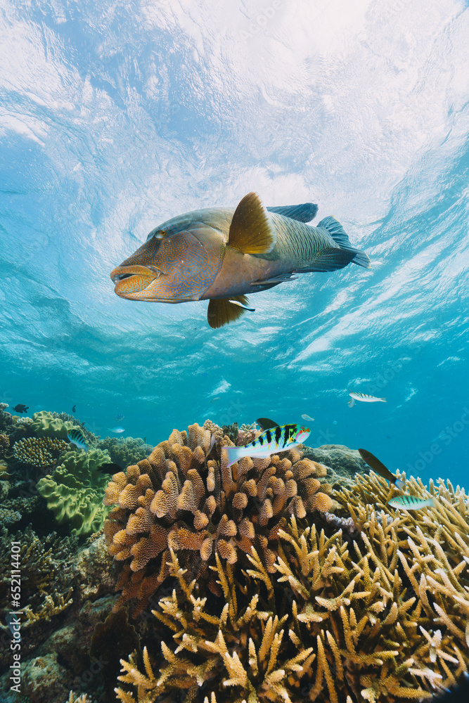 Cheilinus undulatus, maori wrasse humphead fish in australia Stock ...