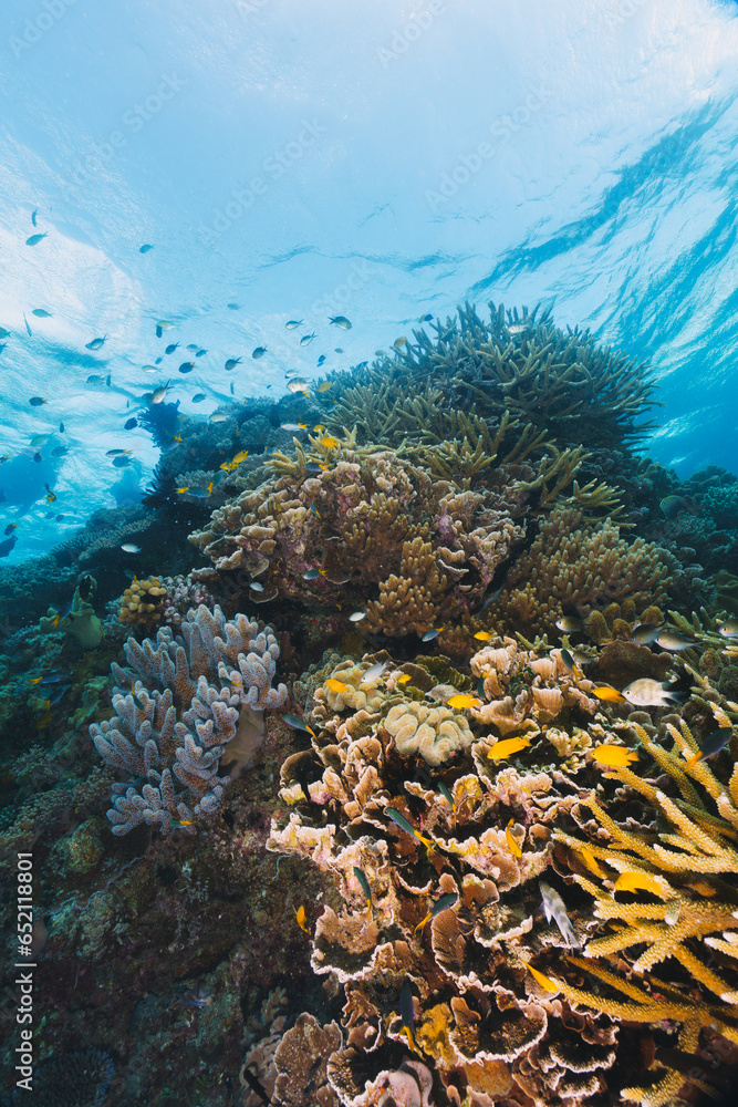 details of a coral reef in a research expedition to the great barrier ...