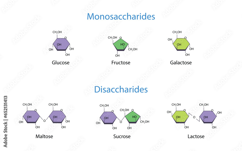 Monosaccharides and Disaccharides Scientific vector illustration Stock ...