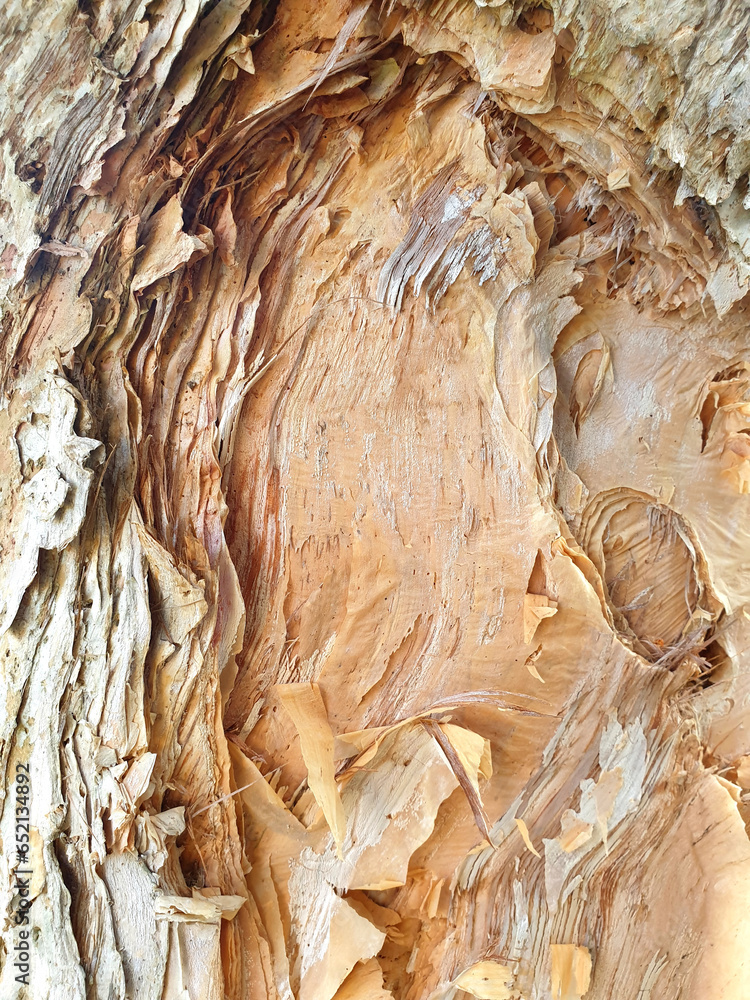 texture of the paperbark eucalyptus tree, Melaleuca quinquenervia ...