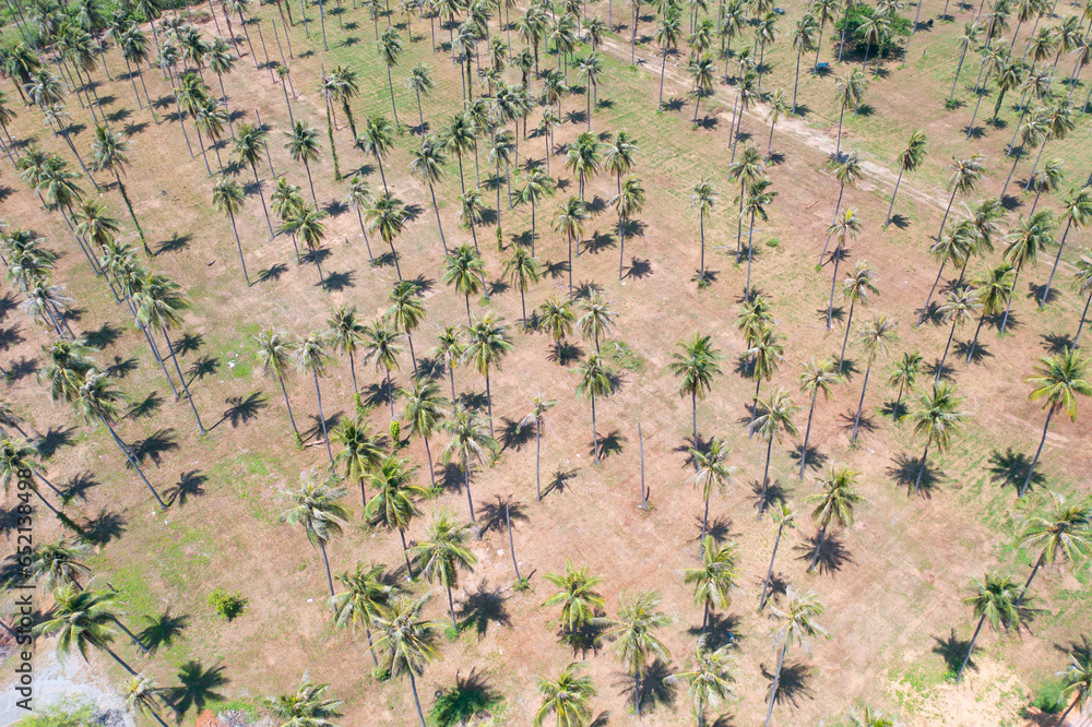 Aerial view of coconut or palm trees. Nature landscape forest ...