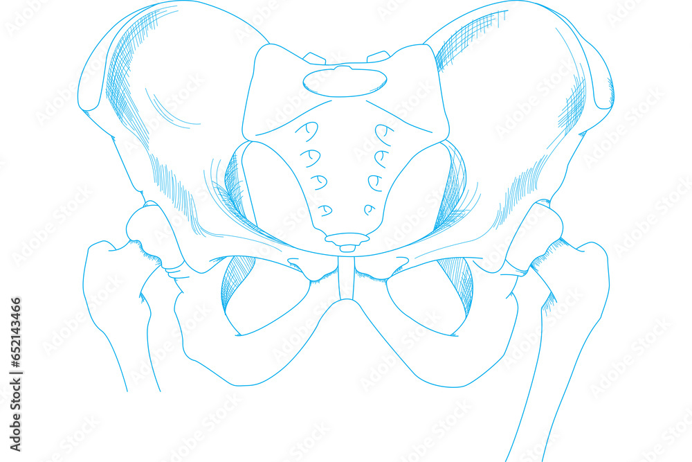 Digital png illustration of blue pelvis on transparent background Stock ...