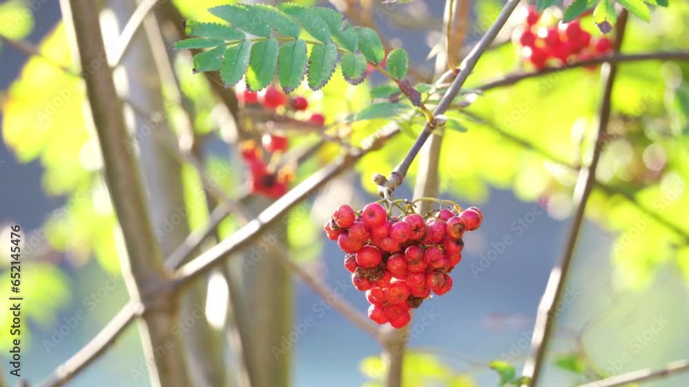 Stockvideo Sun-kissed morning footage reveals ripe Rowan berries, an ...
