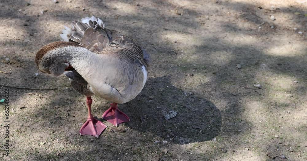 different types of birds living on the farm, an open zoo with different ...