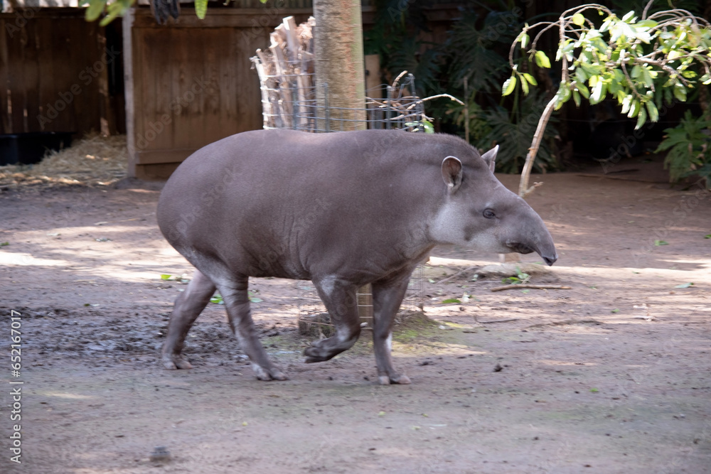 The tapir’s long, flexible snout is formed from the upper lip and nose ...