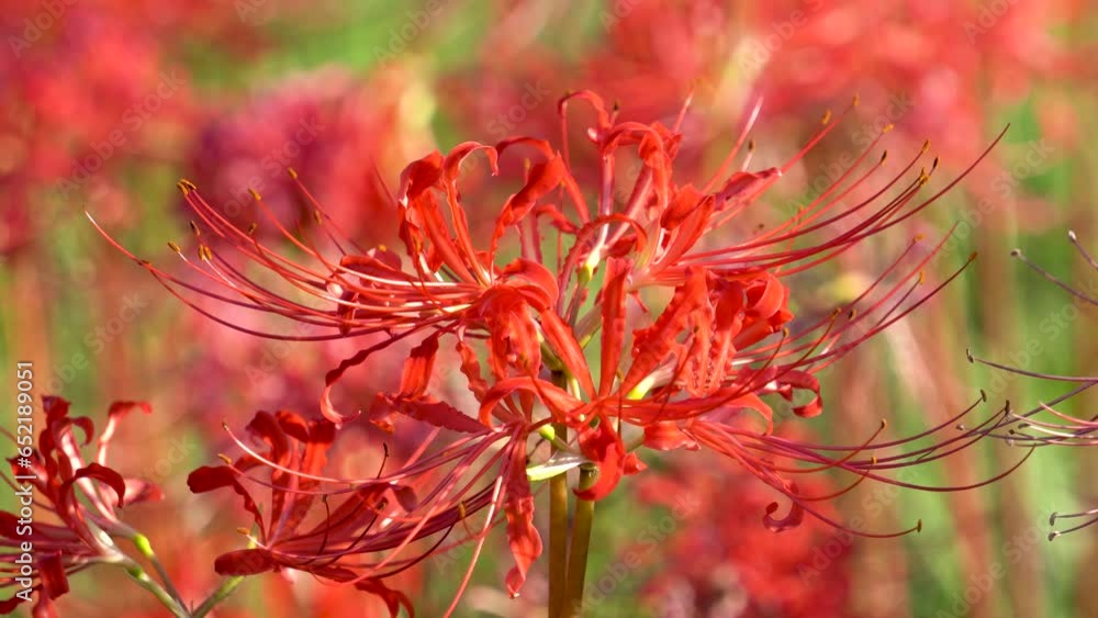 other shore flower, also known as Mansa Zhuhua, also known as stone ...