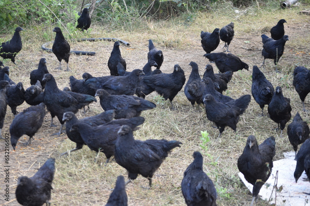Kadaknath Kali Masi Fully Black Chicken Breed in Backyard Farm Foraging ...