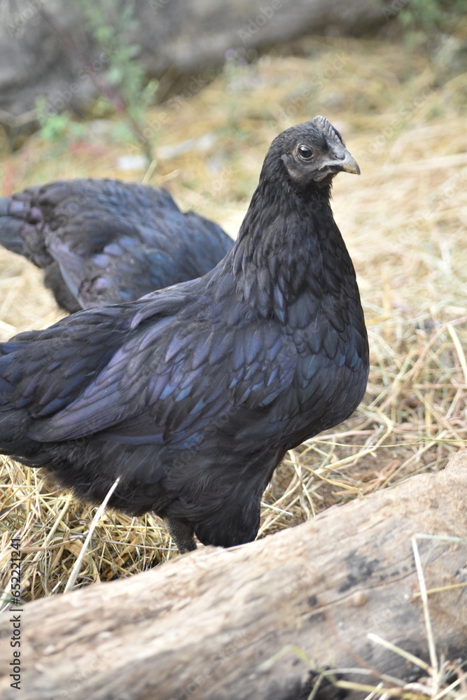 Kadaknath Kali Masi Fully Black Chicken Breed in Backyard Farm Foraging ...