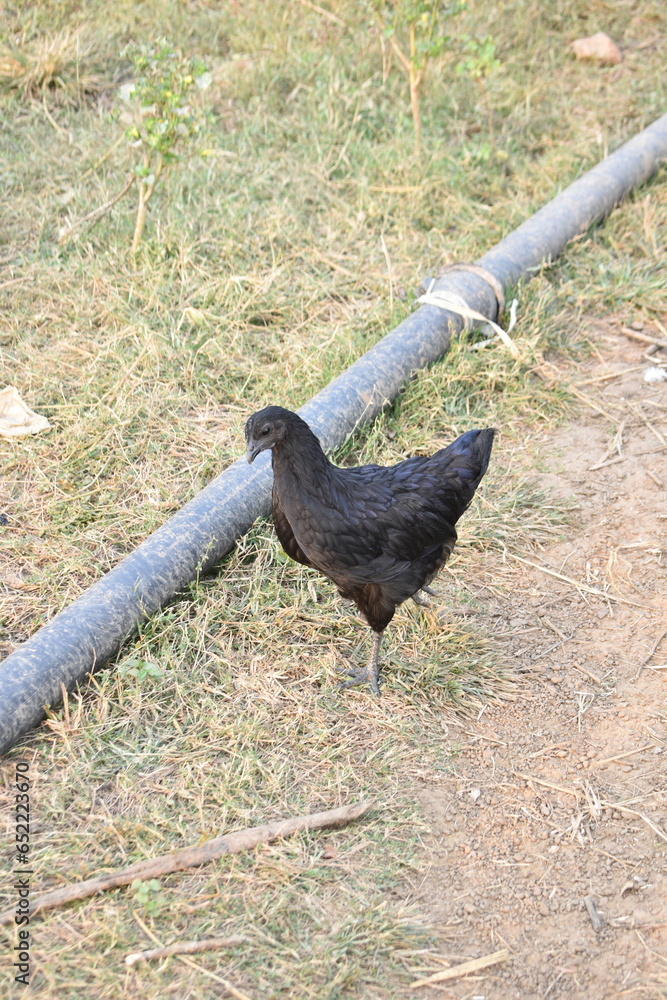 Kadaknath Kali Masi Fully Black Chicken Breed in Backyard Farm Foraging ...