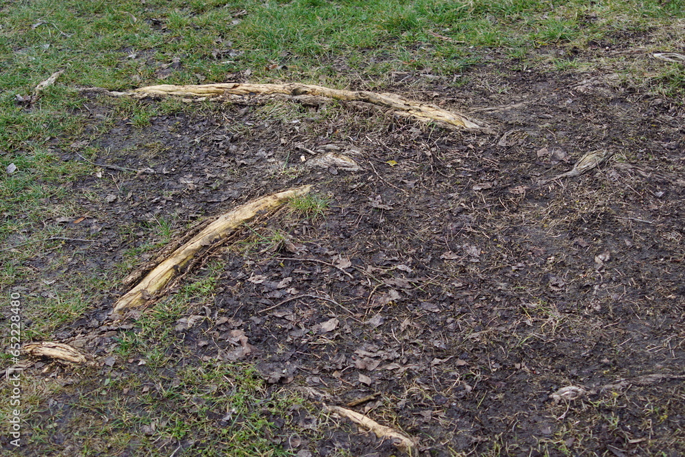 Woody tree roots protruding from the ground Stock Photo | Adobe Stock